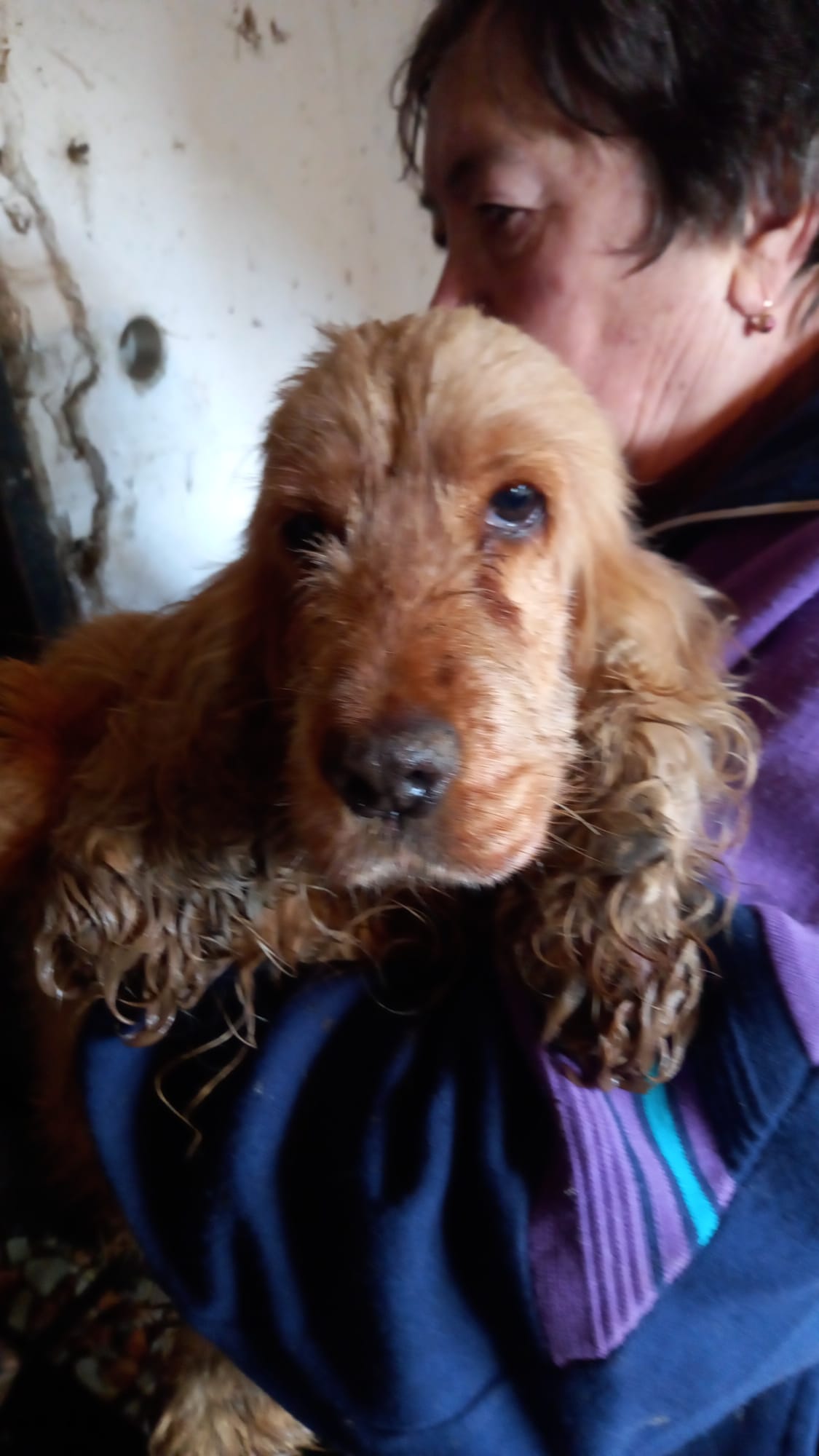 Hundehilfe-Bakony e.V. - Hündinnen